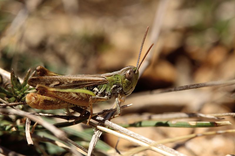 Criquet des friches - Omocestus petraeus | Biodiv'Cévennes - Parc ...